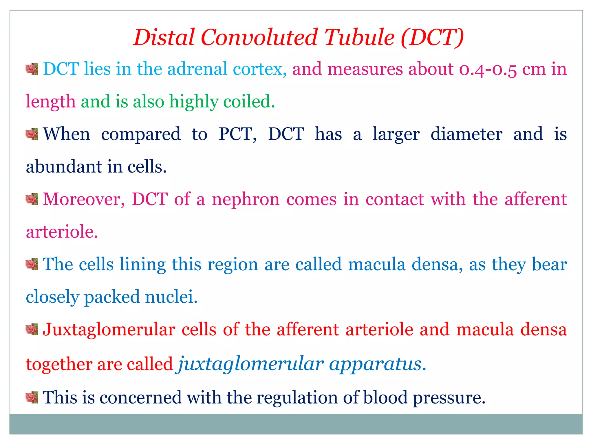 Urinary System Part II | PPTX