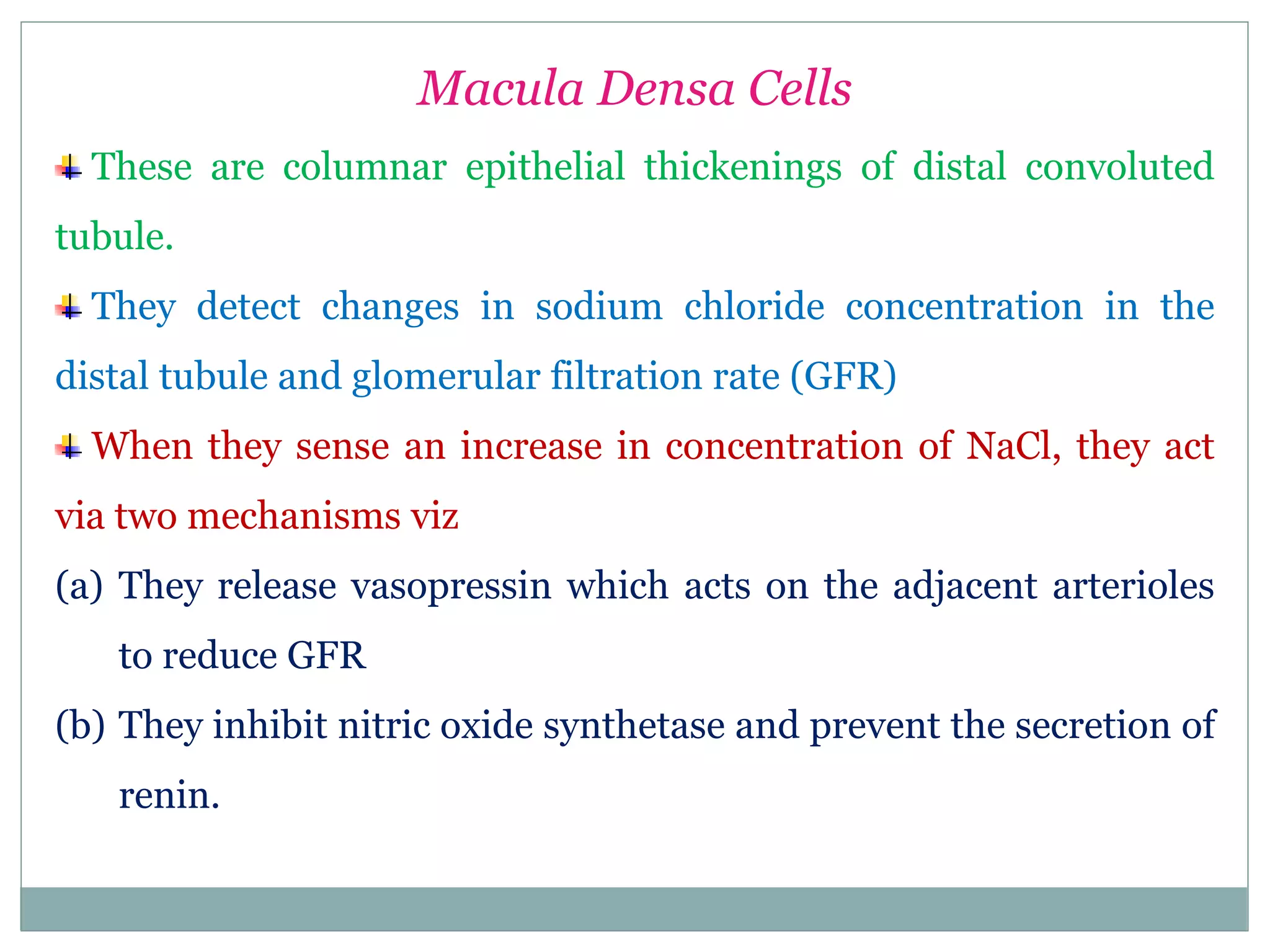 Urinary System Part II | PPTX