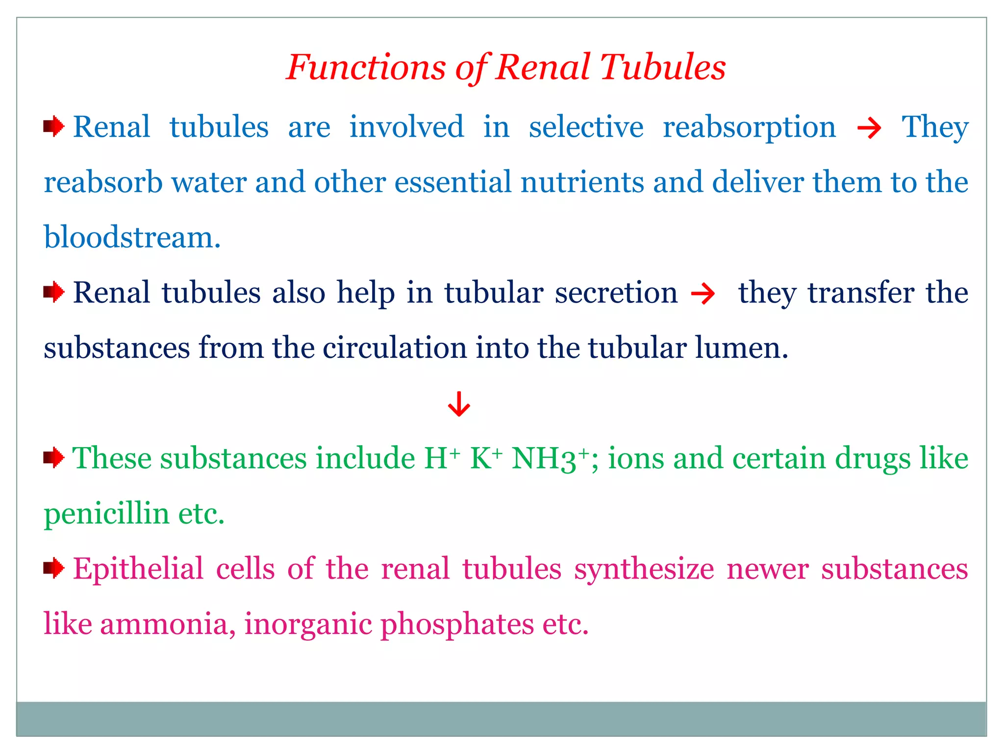 Urinary System Part II | PPTX