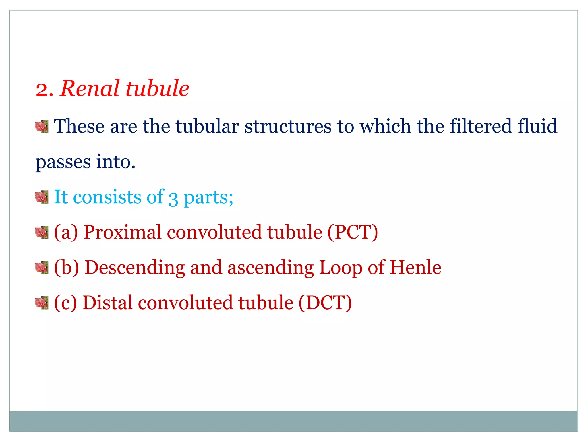 Urinary System Part II | PPTX
