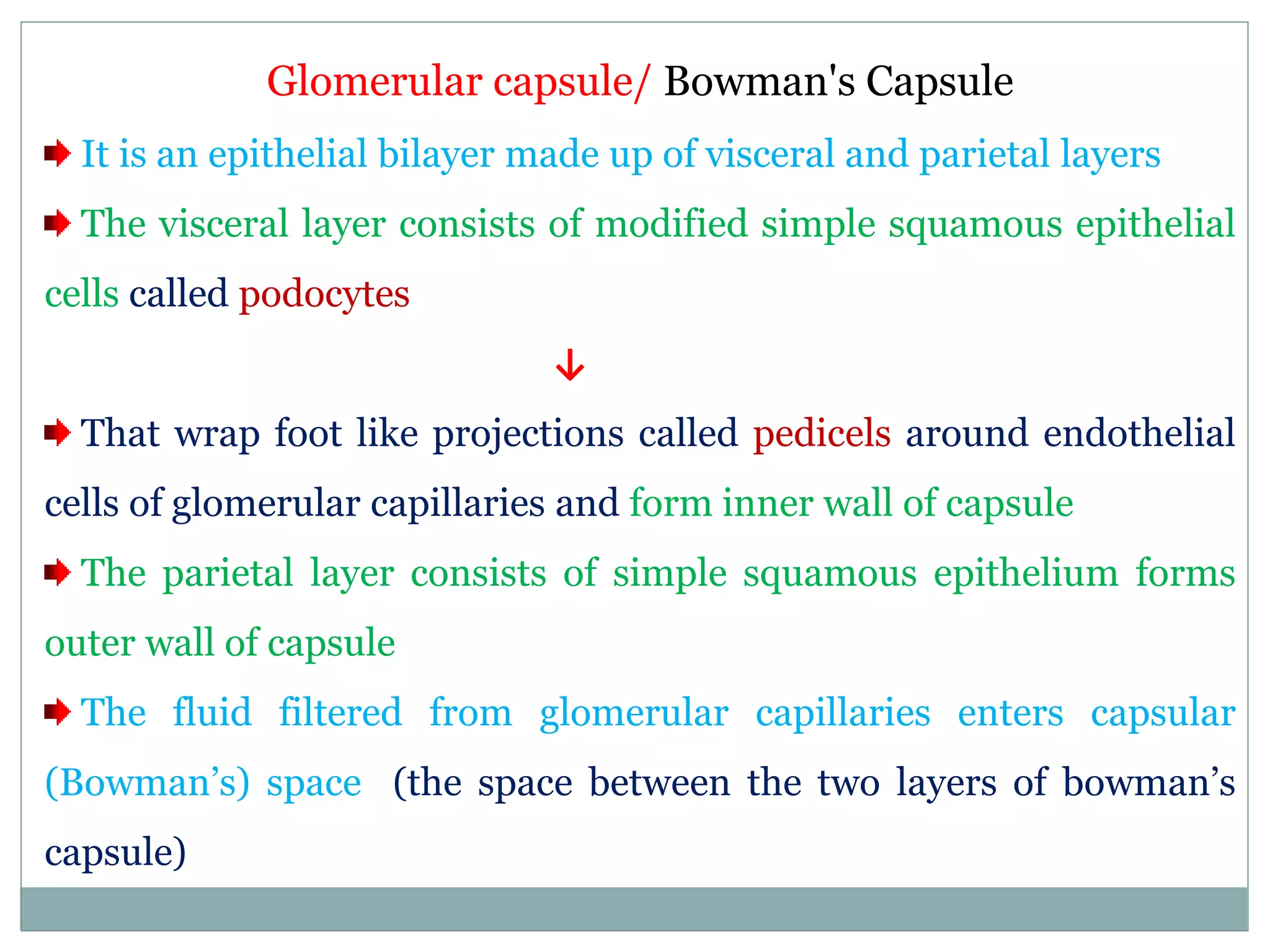 Urinary System Part II | PPTX