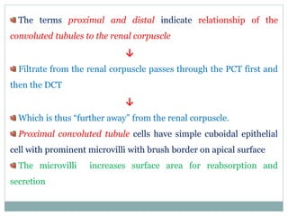 Urinary System Part II | PPTX