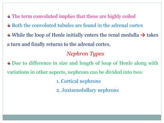 Urinary System Part II | PPTX