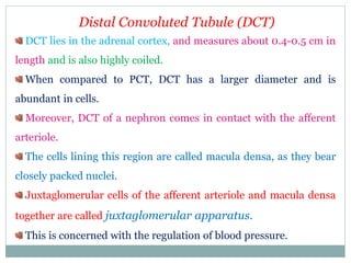 Urinary System Part II | PPTX
