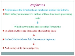 Urinary System Part II | PPTX