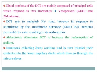 Urinary System Part II | PPTX