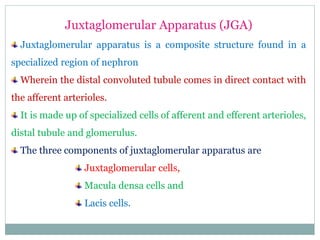 Urinary System Part II | PPTX