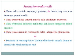 Urinary System Part II | PPTX
