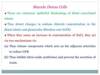 Urinary System Part II | PPTX