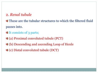Urinary System Part II | PPTX