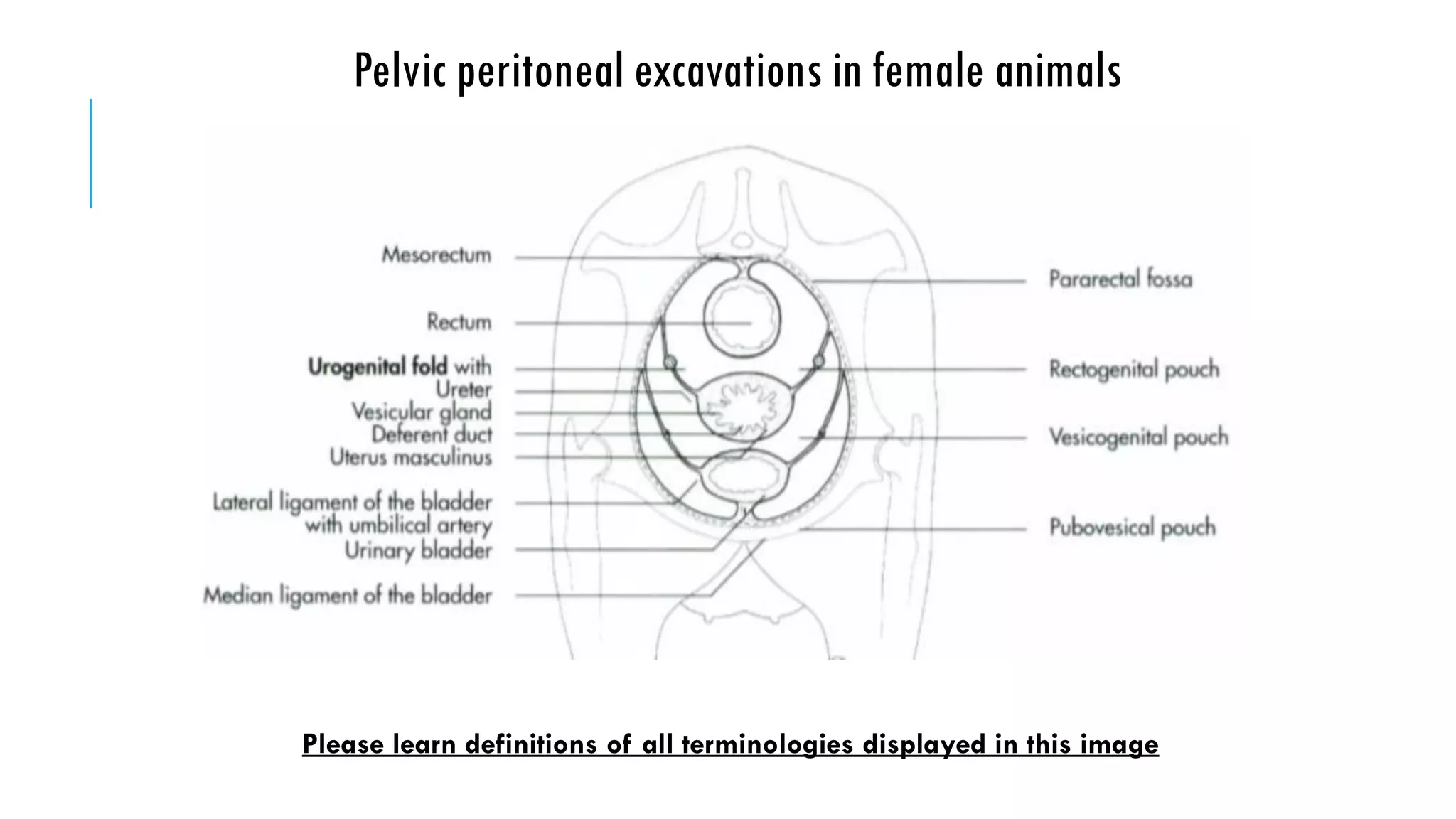 Veterinary Anatomy of Urinary system (pelvic peritoneal excavations ...