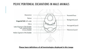 Veterinary Anatomy of Urinary system (pelvic peritoneal excavations ...