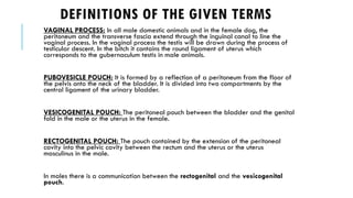 Veterinary Anatomy of Urinary system (pelvic peritoneal excavations ...