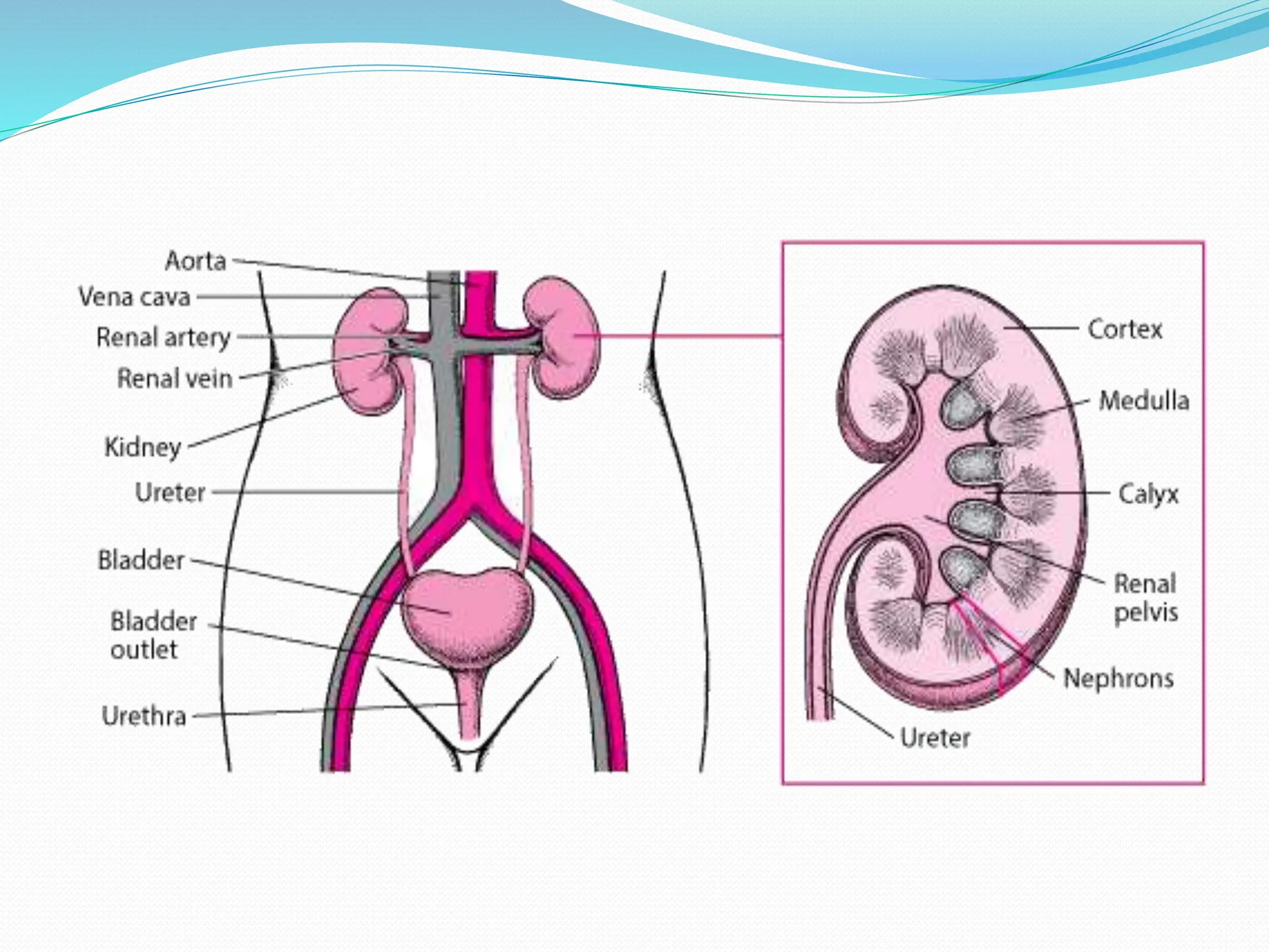 URINARY SYSTEM PPT.pptx