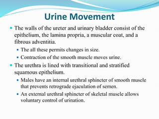 URINARY SYSTEM PPT.pptx
