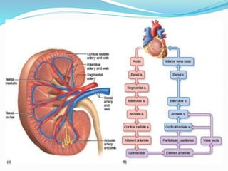 URINARY SYSTEM PPT.pptx