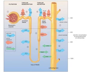 urinary system ( Water control and nitrogen disposal ppt for Anatomy.ppt