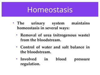 urinary system ( Water control and nitrogen disposal ppt for Anatomy.ppt