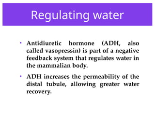urinary system ( Water control and nitrogen disposal ppt for Anatomy.ppt