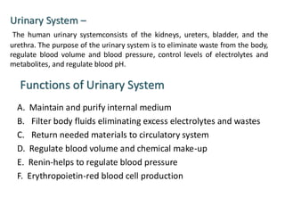 Urinary System Presentation by Dr Manasi Kadam | PDF