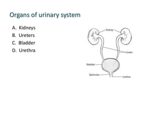 Urinary System Presentation by Dr Manasi Kadam | PDF