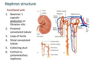 Urinary System Presentation by Dr Manasi Kadam | PDF