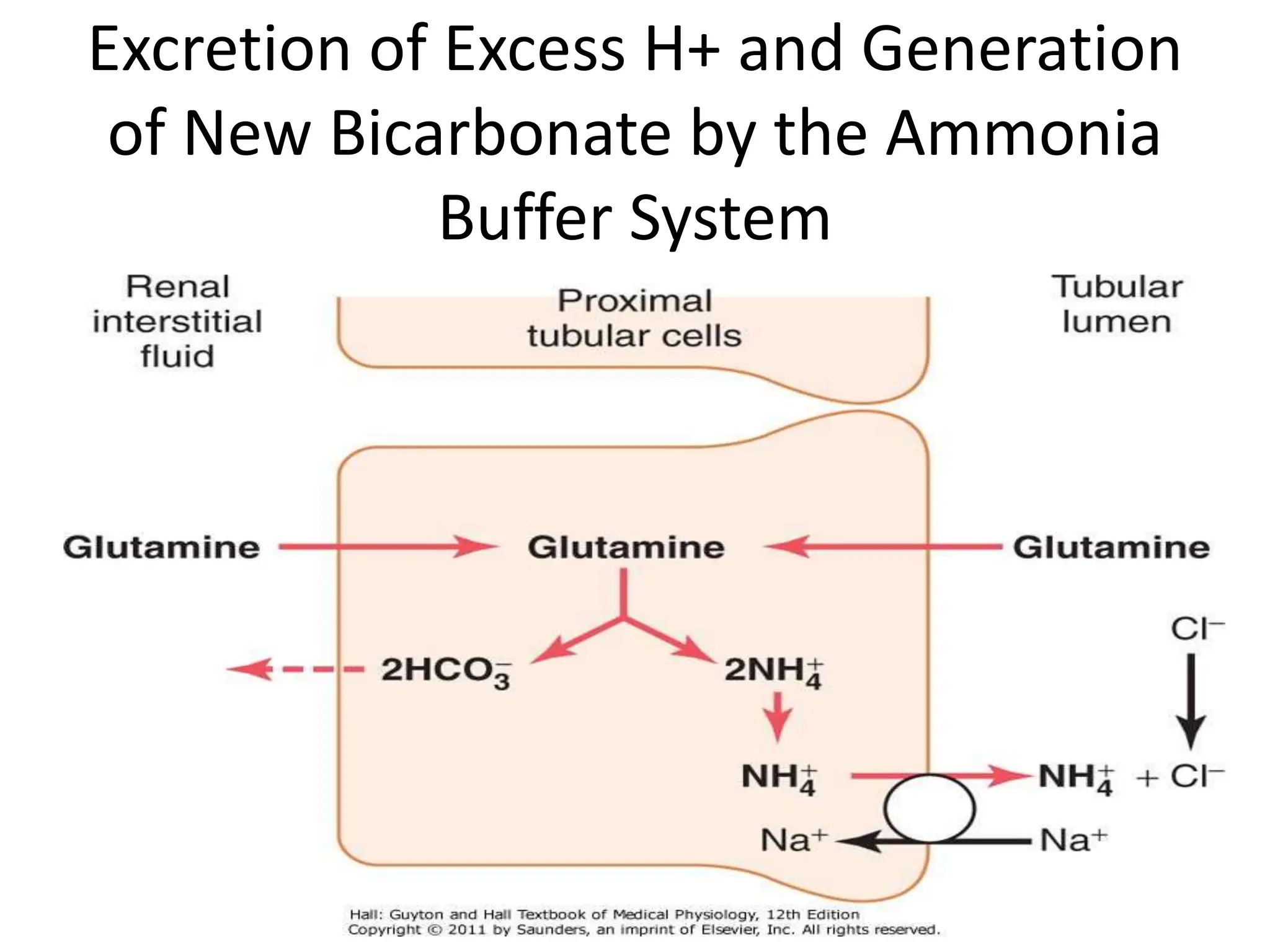 Kidney and urinary system parts and their functions | PPTX