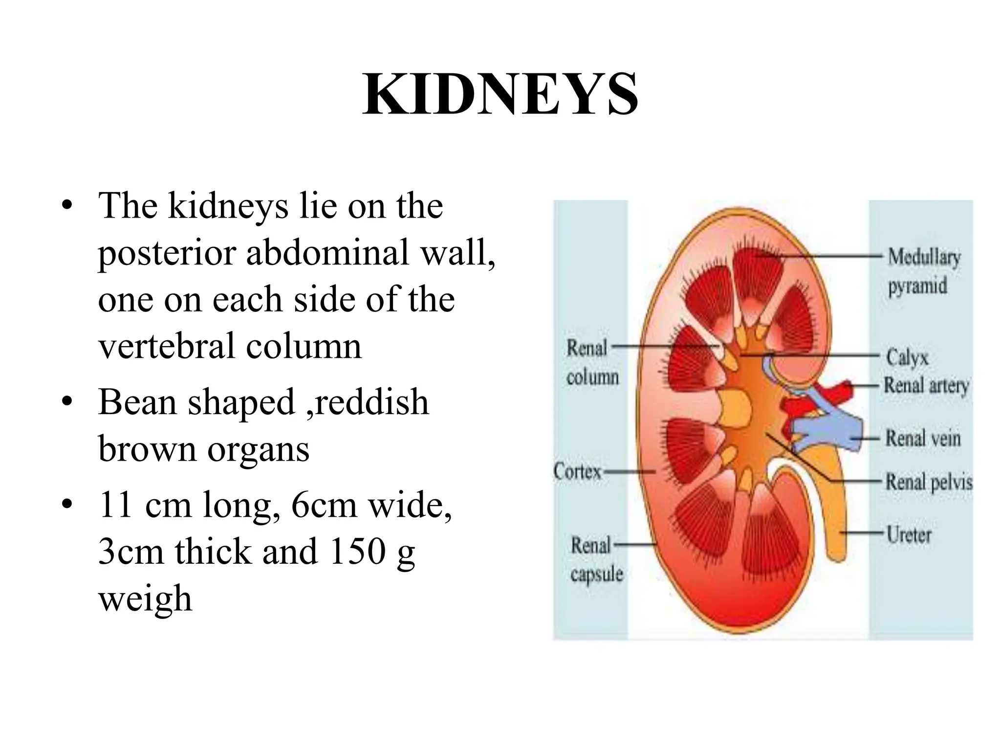 Kidney and urinary system parts and their functions | PPTX