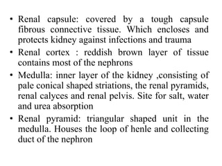 Kidney and urinary system parts and their functions | PPTX