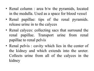 Kidney and urinary system parts and their functions | PPTX