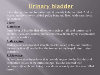 Urinary system Presentation.pdf77996533678 | PDF