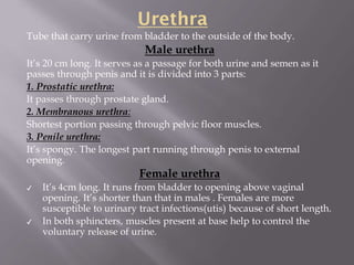 Urinary system Presentation.pdf77996533678 | PDF