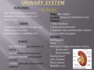 Urinary system Presentation.pdf77996533678 | PDF
