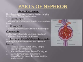 Urinary system Presentation.pdf77996533678 | PPT