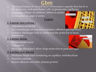 Urinary system Presentation.pdf77996533678 | PDF