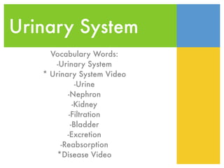 Urinary system pwrpt | KEY