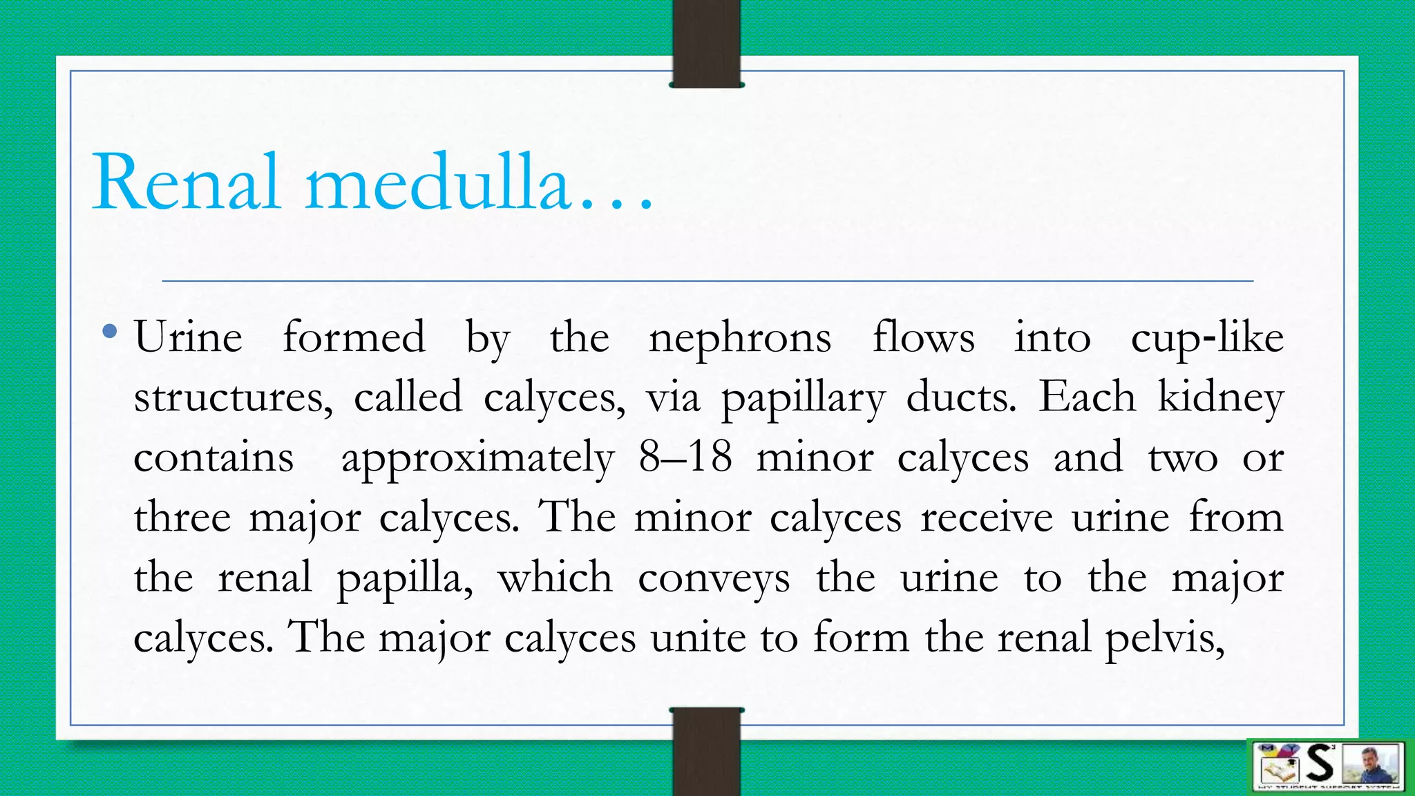 Urinary system (structure and function of kidney) english | PPTX