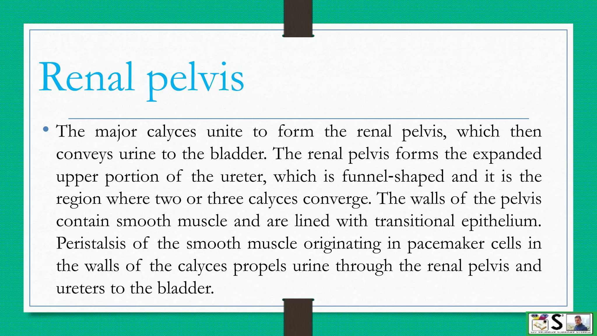 Urinary system (structure and function of kidney) english | PPTX