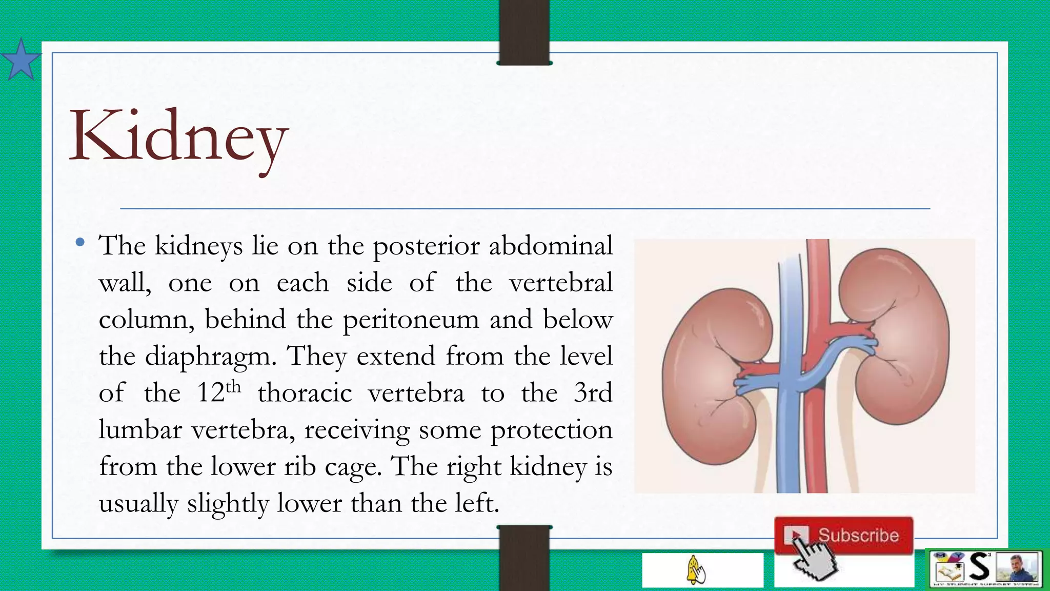 Urinary system (structure and function of kidney) english | PPTX