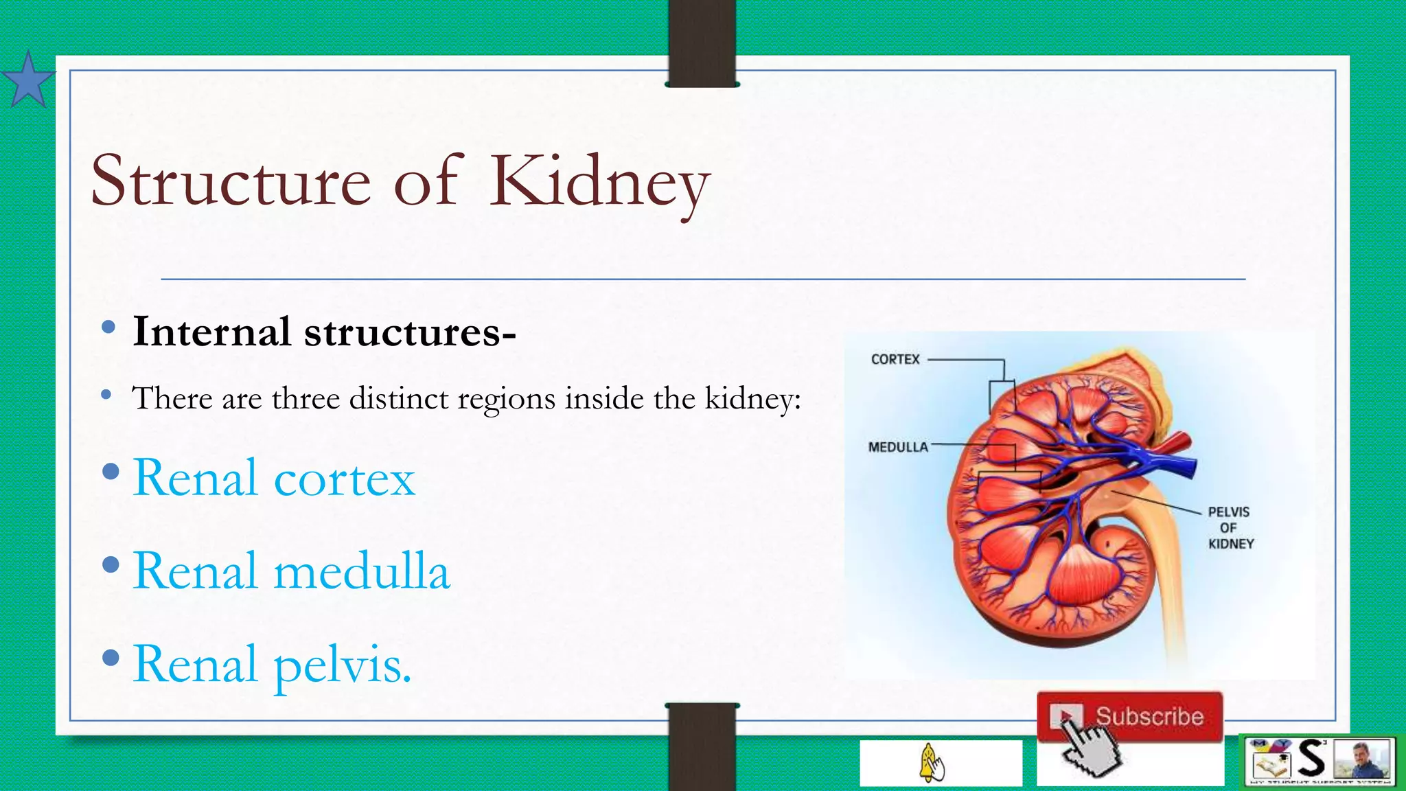 Urinary system (structure and function of kidney) english | PPTX