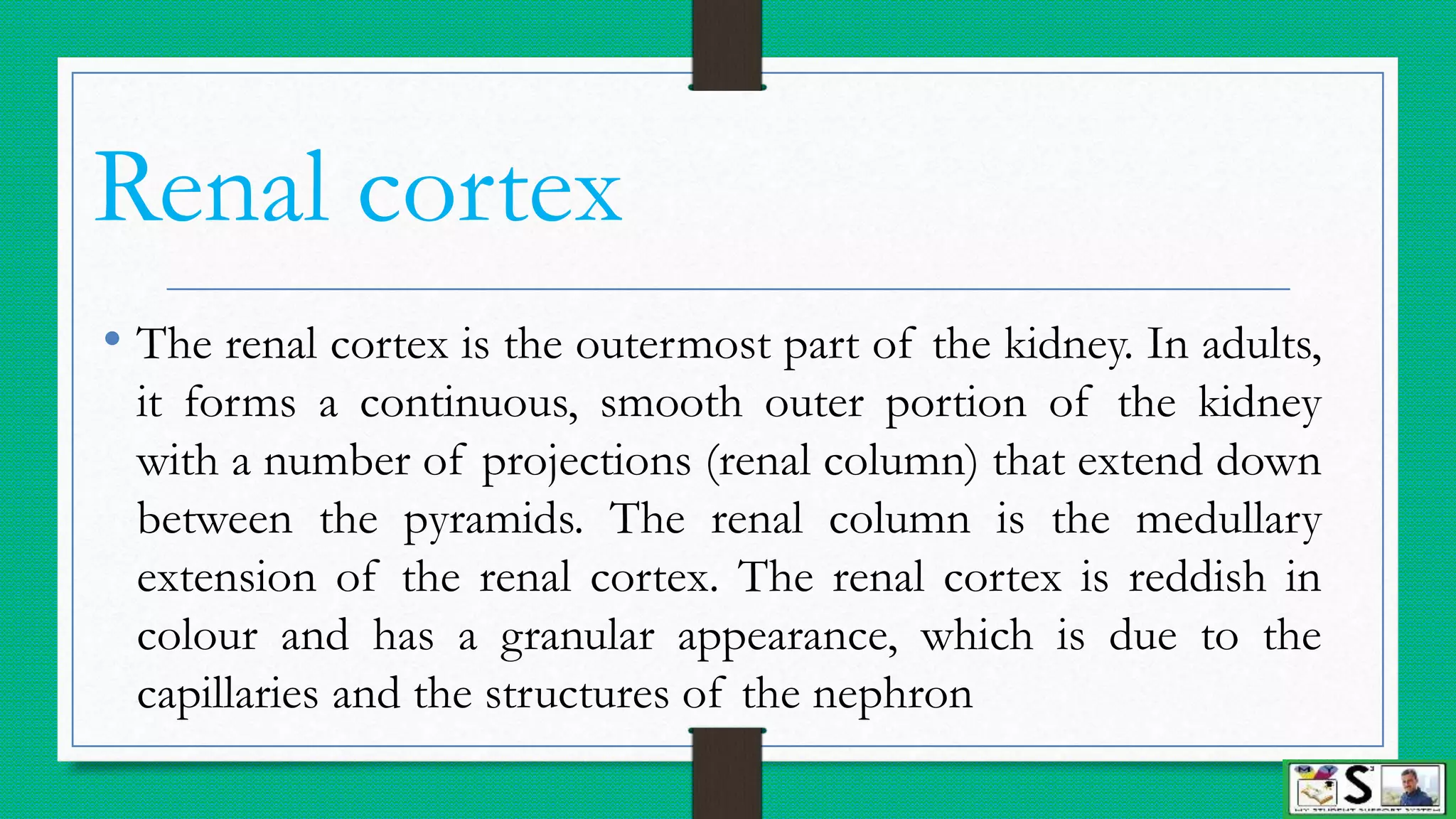 Urinary system (structure and function of kidney) english | PPTX