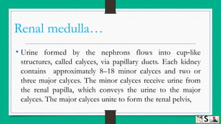 Urinary system (structure and function of kidney) english | PPTX