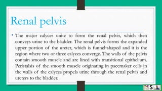 Urinary system (structure and function of kidney) english | PPTX