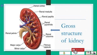 Urinary system (structure and function of kidney) english | PPTX