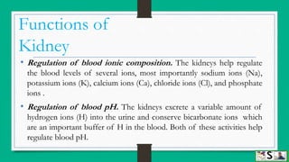 Urinary system (structure and function of kidney) english | PPTX