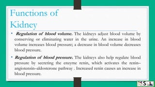 Urinary system (structure and function of kidney) english | PPTX ...