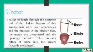 Urinary system (structure and function of kidney) english | PPTX