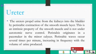 Urinary system (structure and function of kidney) english | PPTX