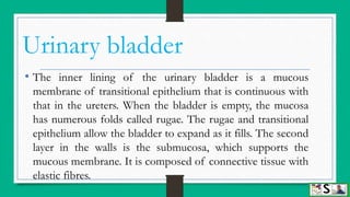 Urinary system (structure and function of kidney) english | PPTX ...