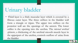 Urinary system (structure and function of kidney) english | PPTX
